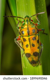 202 Rainbow shield bug Images, Stock Photos & Vectors | Shutterstock