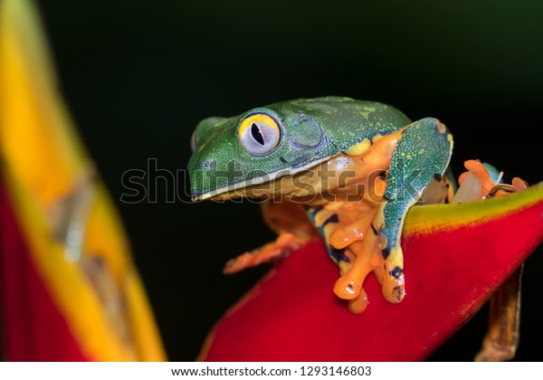 Super Tigerleg Monkey Tree Frog Phyllomedusa Stock Photo 1293146803 ...