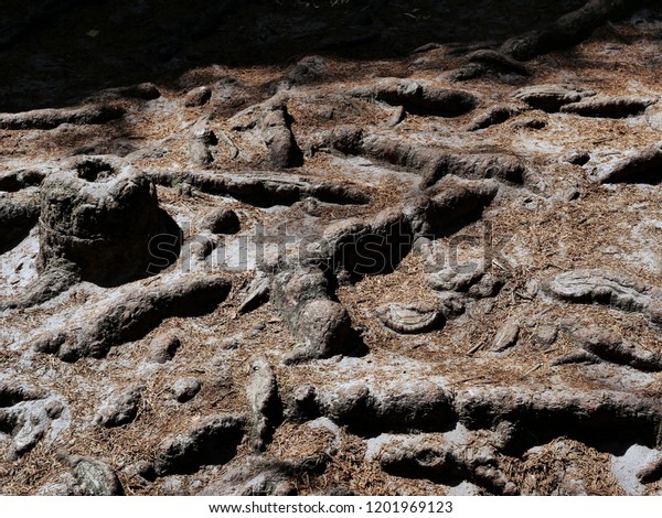 Superficial Root System Stock Photo 1201969123 | Shutterstock