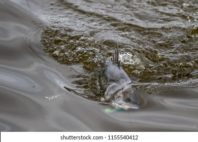 210 Jumping barramundi Stock Photos, Images & Photography | Shutterstock