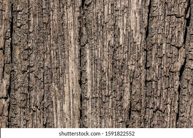 Surface Bark Texture Close Background Stock Photo 1591822552 | Shutterstock