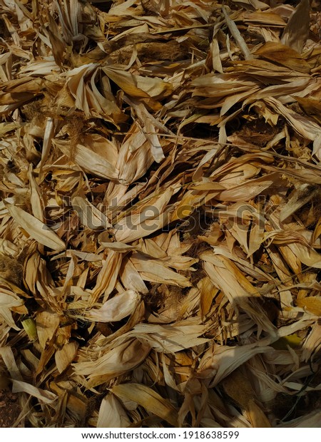 Surface Dry Corn Husk Texture Background Stock Photo (Edit Now) 1918638599