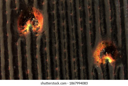 Surface Ground Beetle Elytra Carabus Sp Stock Photo 1867994083 ...