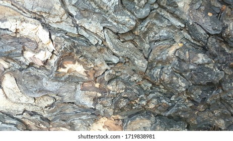 342 Jamjuree tree Images, Stock Photos & Vectors | Shutterstock