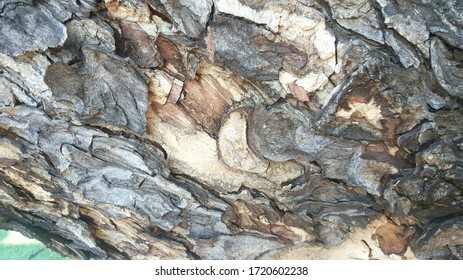 342 Jamjuree tree Images, Stock Photos & Vectors | Shutterstock