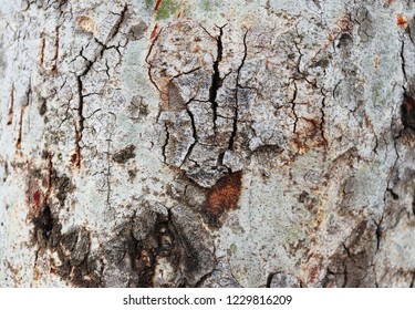 Surface Roughness Tree Stock Photo 1229816209 | Shutterstock