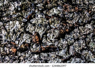 Surface Roughness Tree Stock Photo 1244862397 | Shutterstock