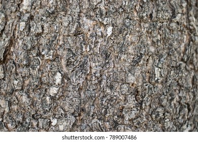 Surface Roughness Tree Bark Texture Wood Stock Photo 789007486 ...