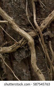 Surface Running Red Cedar Tree Roots Stock Photo 587545763 | Shutterstock