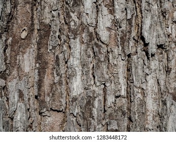 Barkless Tree Trunk Texture Background Stock Photo 484341838 | Shutterstock