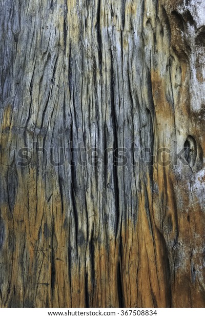 Surface Trunk Background Texture Stock Photo 367508834 | Shutterstock
