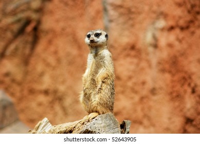 2,800 Animals arguing Images, Stock Photos & Vectors | Shutterstock
