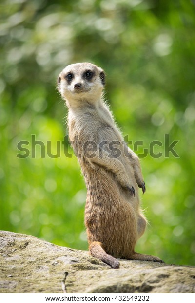 Surikata Stock Photo 432549232 | Shutterstock
