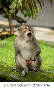 4,654 Surprised Monkey Images, Stock Photos & Vectors | Shutterstock