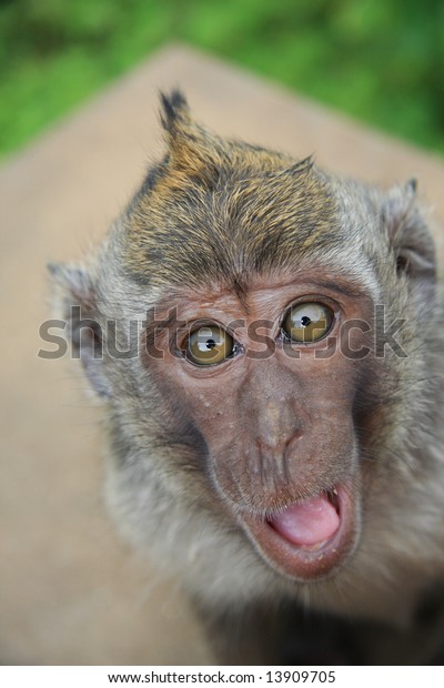 Surprised Monkey Stock Photo (Edit Now) 13909705