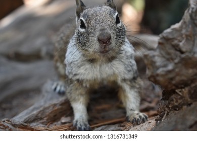 112 Shocked squirrel Stock Photos, Images & Photography | Shutterstock