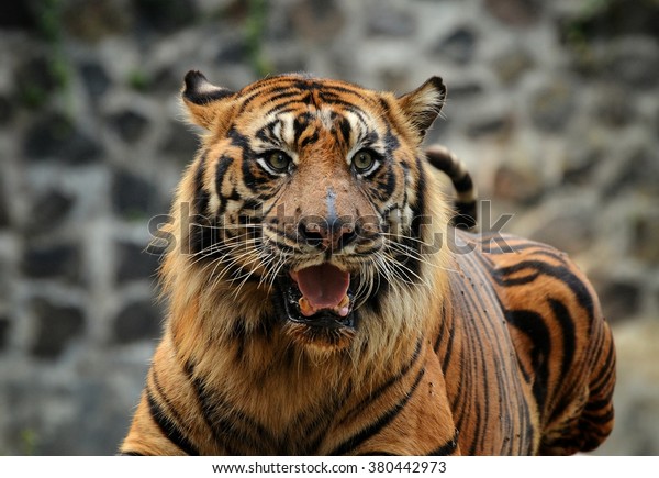 Surprised Tiger Stock Photo 380442973 | Shutterstock