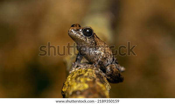 Sushils Bush Frog Endemic Tiny Frog Stock Photo 2189350159 | Shutterstock