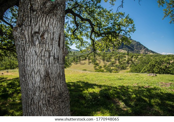 Sutter Buttes Spring Time Stock Photo 1770948065 | Shutterstock