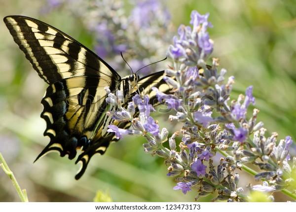 Swallowtail Drinking Stock Photo 123473173 | Shutterstock