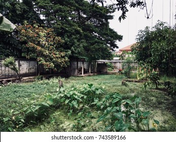 Swamp Backyard Stock Photo (Edit Now) 743589166