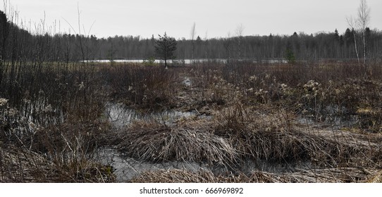 Swamp Deep Forest Stock Photo 666969892 | Shutterstock