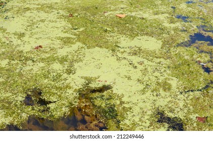 Swamp Texture Stock Photo 212249446 | Shutterstock
