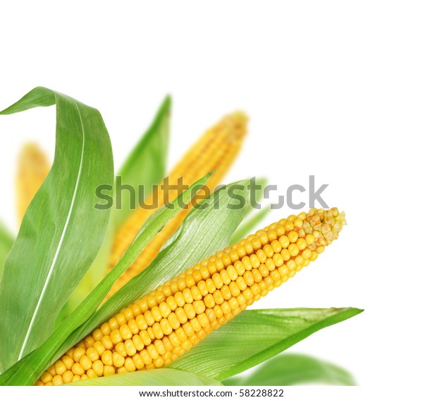 Sweet Corn Border Stock Photo (Edit Now) 58228822