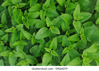 Sweet Mint Background Stock Photo 59064079 | Shutterstock