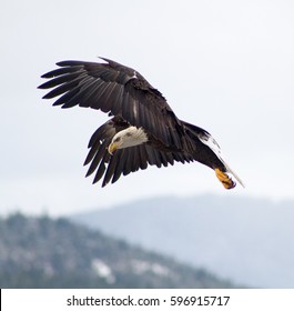 Eagle swooping 1,689 รายการ ภาพ ภาพสต็อกและเวกเตอร์ | Shutterstock