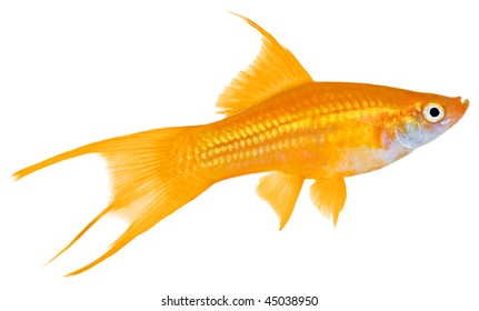 2,601 imágenes de Swordtail - Imágenes, fotos y vectores de stock ...