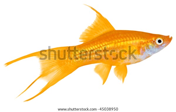 Swordtail Fish Isolated White Background Stock Photo 45038950 ...