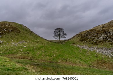 Sycamore Gap Tree Stock Photo 769260301 | Shutterstock