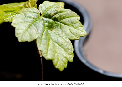 Sycamore Sapling Stock Photo 665758246 | Shutterstock