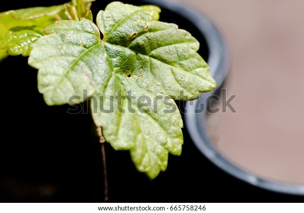 Sycamore Sapling Stock Photo 665758246 | Shutterstock