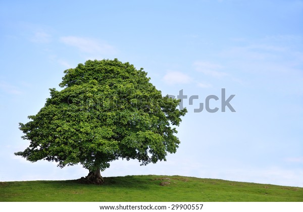 Sycamore Tree Full Leaf Field Summer Stock Photo 29900557 | Shutterstock