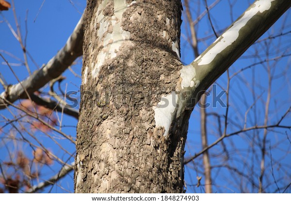 Sycamore Trees Bark Has Different Colors Stock Photo (Edit Now) 1848274903