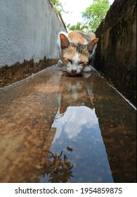 322 Cat gutter Images, Stock Photos & Vectors | Shutterstock