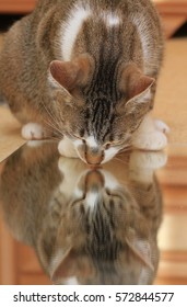 Tabby Cat Looking Reflection Mirror Stock Photo 572844577 | Shutterstock