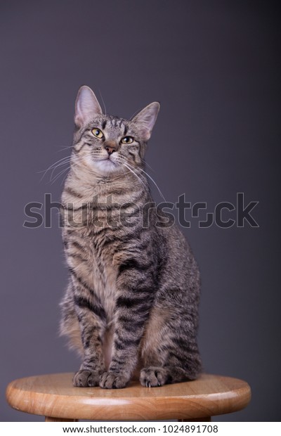 Tabby Cat Sitting On Stool Confidence Stock Photo (Edit Now) 1024891708