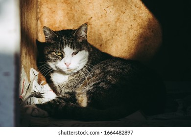 330 Gutter cat Images, Stock Photos & Vectors | Shutterstock