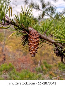 129 Pinus pungens Images, Stock Photos & Vectors | Shutterstock