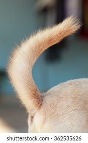 1,527 Pug tail Stock Photos, Images & Photography | Shutterstock