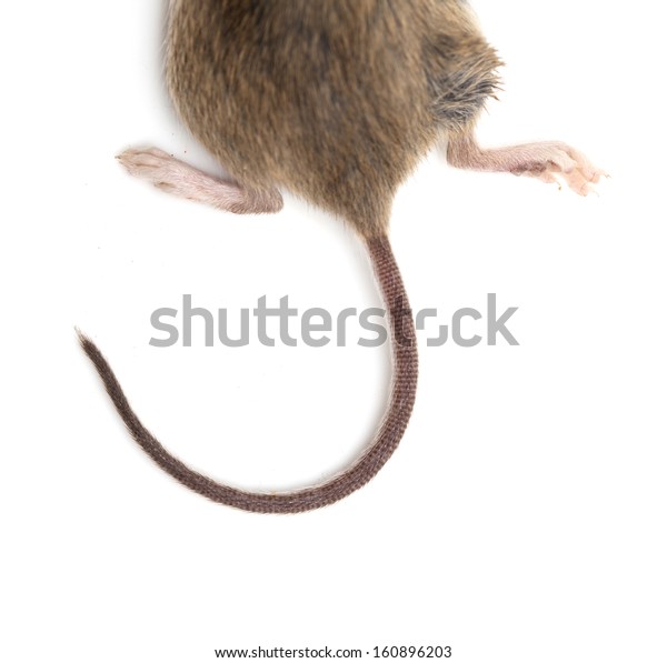 Tail Mouse Macro Stock Photo (Edit Now) 160896203