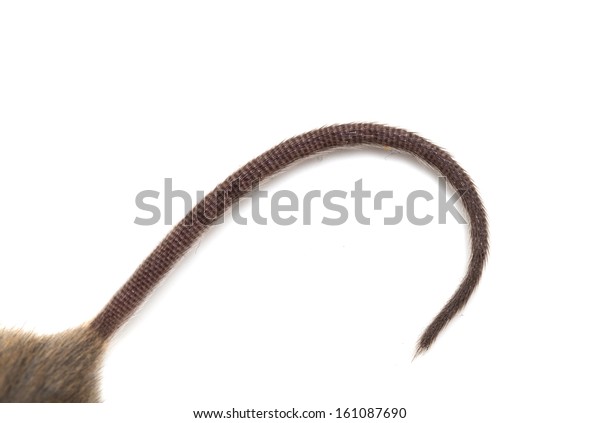 49,272 imágenes de Rat tail - Imágenes, fotos y vectores de stock ...