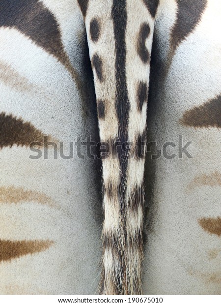 Tail Zebra Stock Photo 190675010 | Shutterstock
