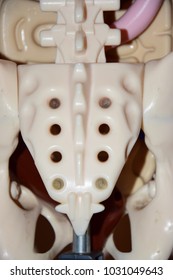 Tailbone Plastic Model Human Anatomy Training Stock Photo 1031049643 ...