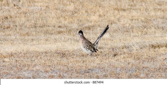 833 Road Runner Bird Images, Stock Photos & Vectors | Shutterstock