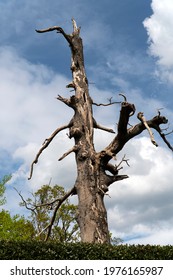 1,820 Tal trees Images, Stock Photos & Vectors | Shutterstock