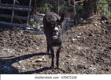302 Talking Donkey Images, Stock Photos & Vectors | Shutterstock